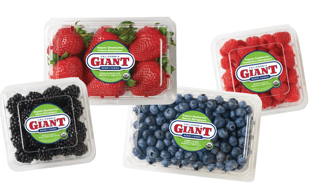 40 Years of Success for California Giant Berry Farms